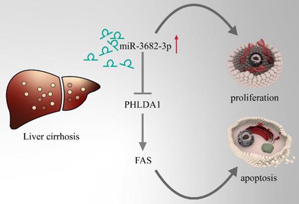 High-matrix-stiffness induces promotion of hepatocellular carcinoma ...