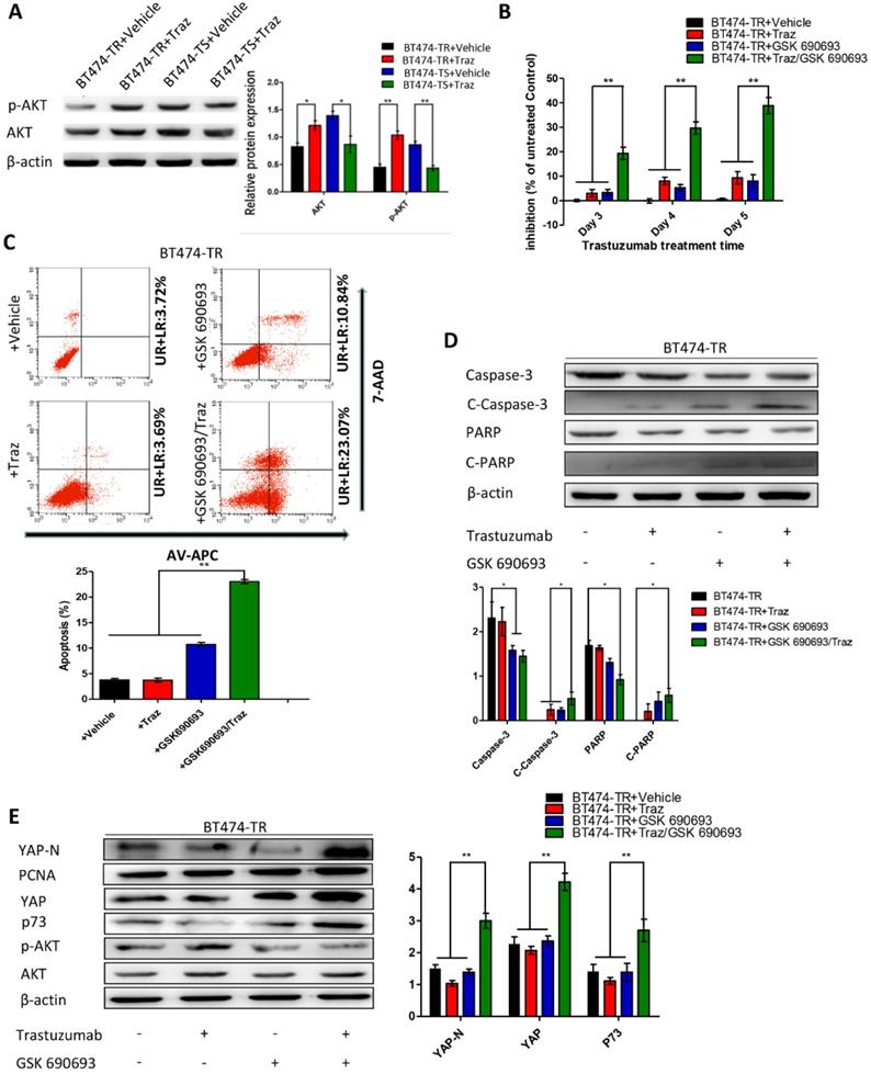 YAP increases response to Trastuzumab in HER2-positive Breast Cancer by ...