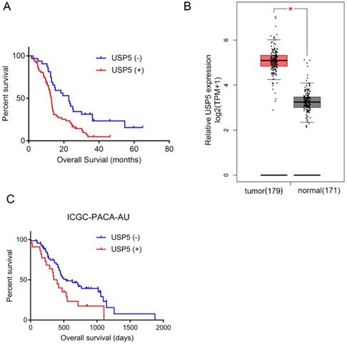 Ubiquitin specific peptidase 5 enhances STAT3 signaling and promotes ...