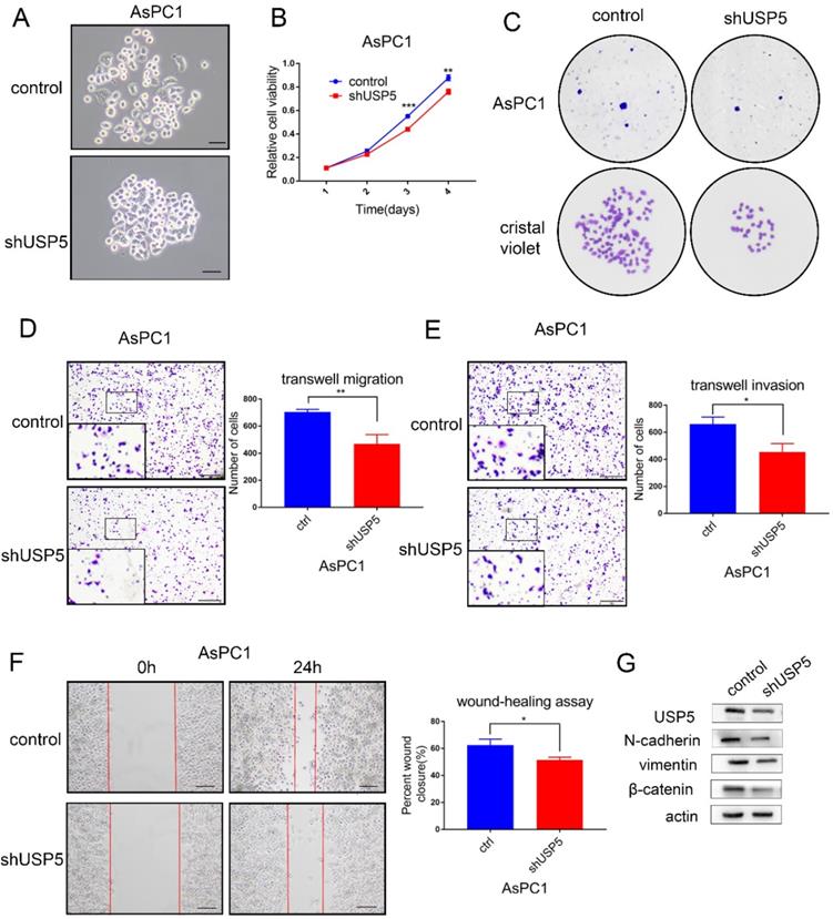 Ubiquitin specific peptidase 5 enhances STAT3 signaling and promotes ...