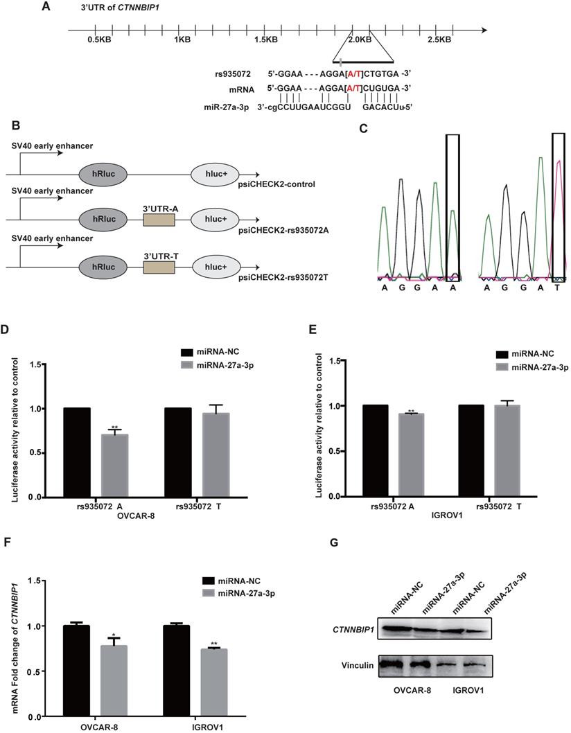 Functional genetic variants of CTNNBIP1 predict platinum treatment ...