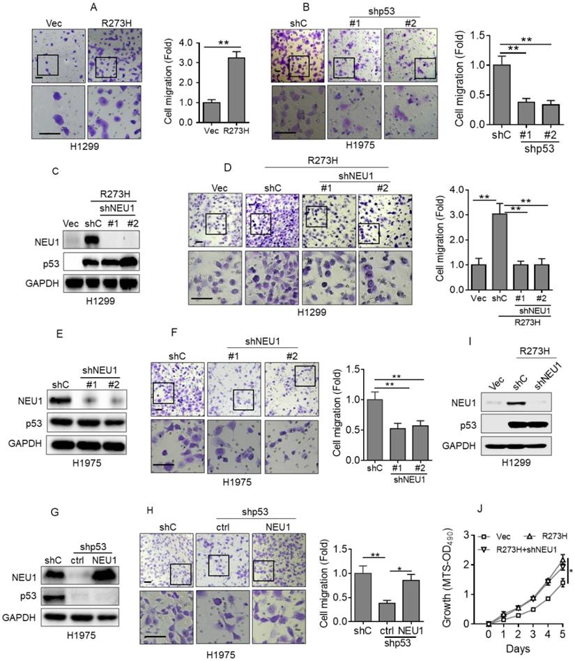 p53-R273H promotes cancer cell migration via upregulation of ...