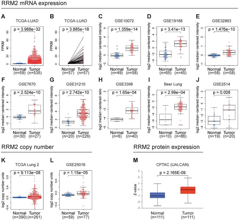 Independent prognostic implications of RRM2 in lung adenocarcinoma