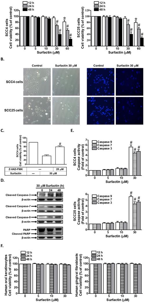 Surfactin from Bacillus subtilis induces apoptosis in human oral ...