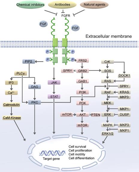 Fibroblast growth factor receptor signaling as therapeutic targets in ...
