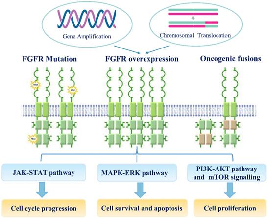 Fibroblast growth factor receptor signaling as therapeutic targets in ...
