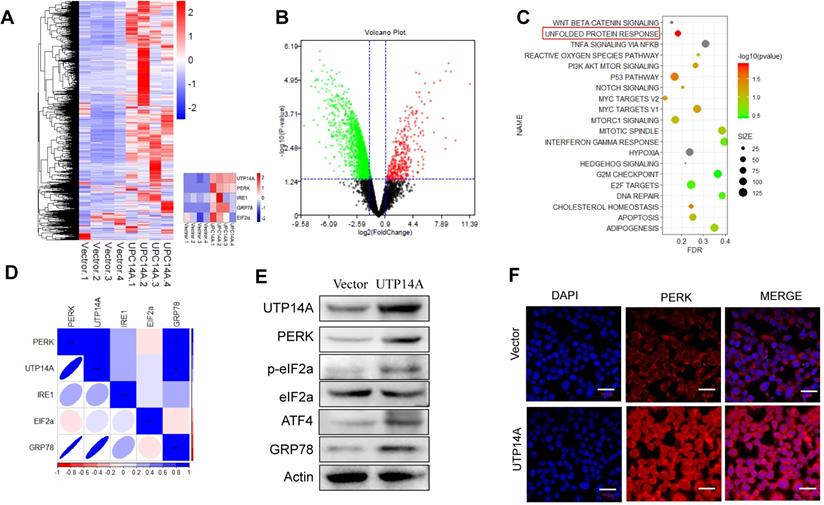 U three protein 14a (UTP14A) promotes tumour proliferation and ...