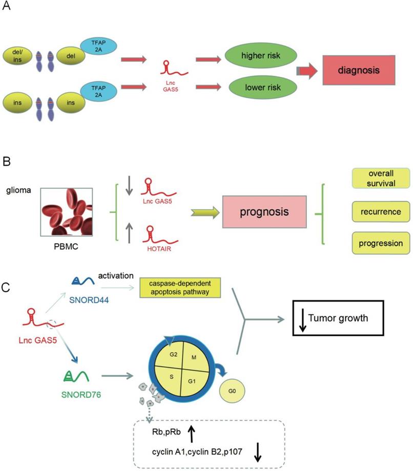 The essential role of long non-coding RNA GAS5 in glioma: interaction ...