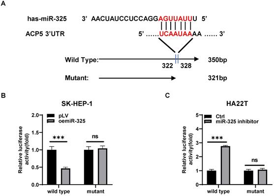 Androgen receptor (AR) decreases HCC cells migration and invasion via ...