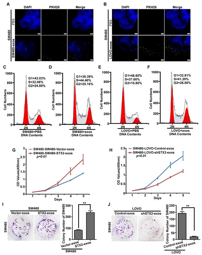 Syntaxin 2 promotes colorectal cancer growth by increasing the ...