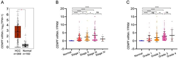Centromere Protein F (CENPF) Serves as a Potential Prognostic Biomarker ...