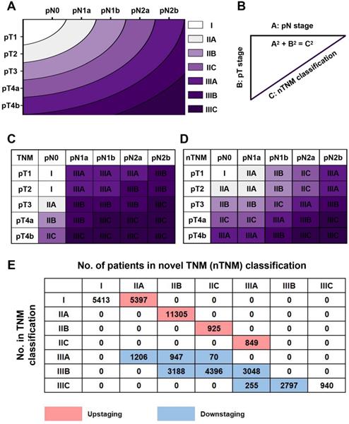 A Novel TNM Classification for Colorectal Cancers based on the Metro ...