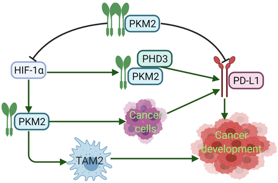Mechanism of PKM2 affecting cancer immunity and metabolism in Tumor ...