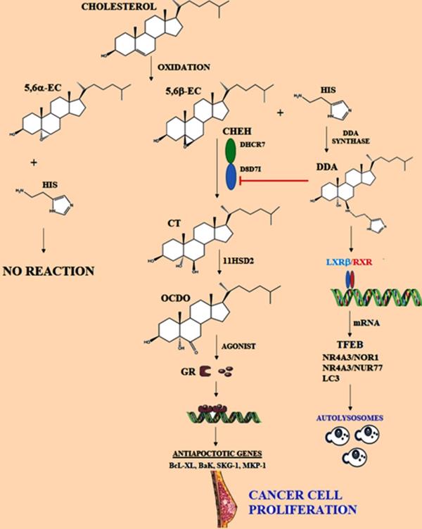 Impact of cholesterol-pathways on breast cancer development, a ...
