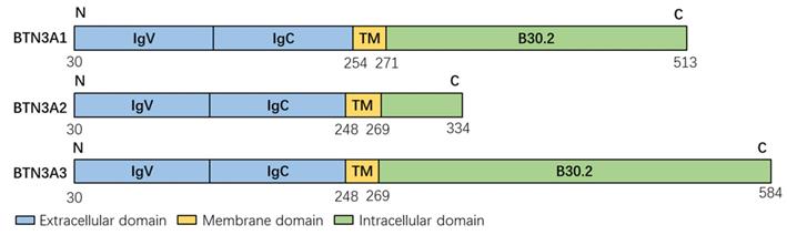 Prognostic and Therapeutic Significance of BTN3A Proteins in Tumors