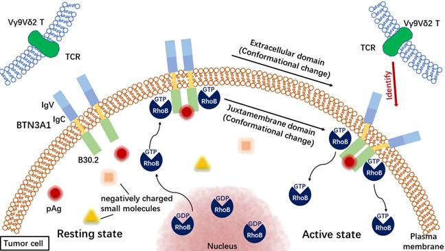Prognostic and Therapeutic Significance of BTN3A Proteins in Tumors