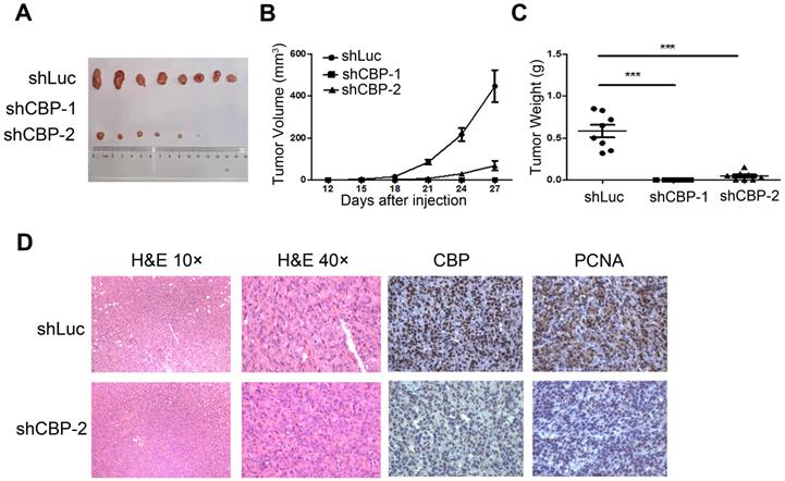 CREBBP knockdown suppressed proliferation and promoted chemo ...