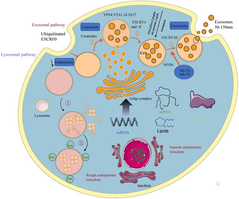 Emerging Diagnostic Potential of Tumor-derived Exosomes