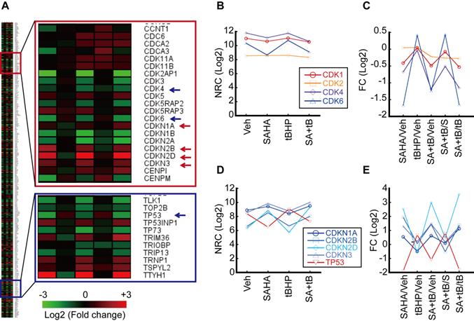 Histone Deacetylase Inhibitor-Induced CDKN2B and CDKN2D Contribute to ...