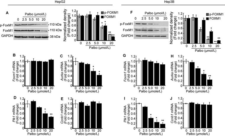 Histone Deacetylase Inhibitor-Induced CDKN2B and CDKN2D Contribute to ...