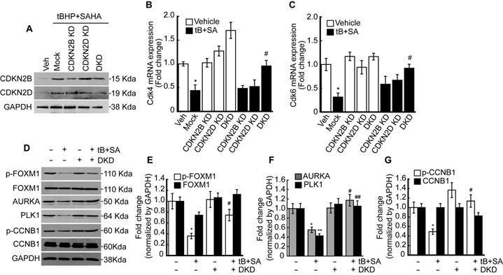 Histone Deacetylase Inhibitor-Induced CDKN2B and CDKN2D Contribute to ...