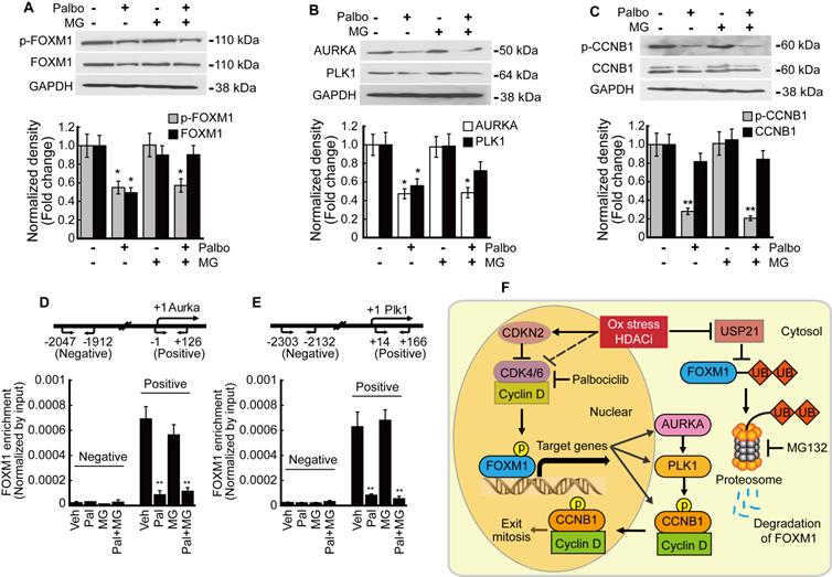 Histone Deacetylase Inhibitor-Induced CDKN2B and CDKN2D Contribute to ...
