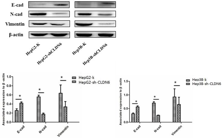 The Expression of CLDN6 in Hepatocellular Carcinoma Tissue and the ...