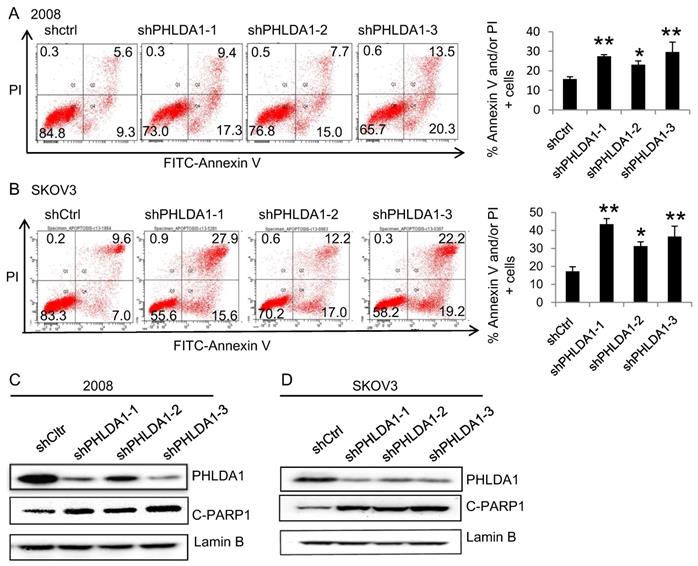 PHLDA1 Modulates the Endoplasmic Reticulum Stress Response and is ...