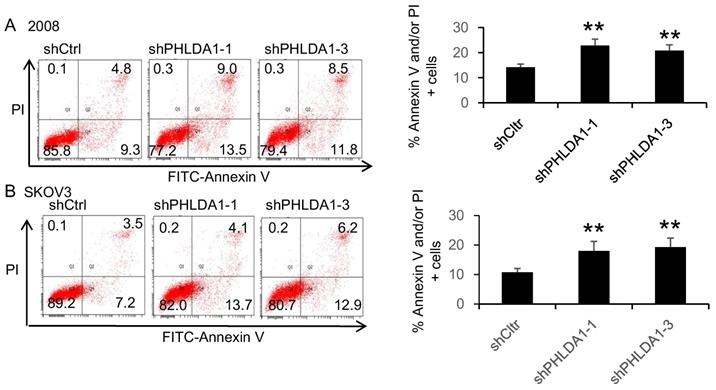 PHLDA1 Modulates the Endoplasmic Reticulum Stress Response and is ...