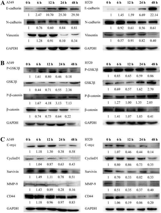 SNX-2112 Induces Apoptosis and Inhibits Proliferation, Invasion, and ...