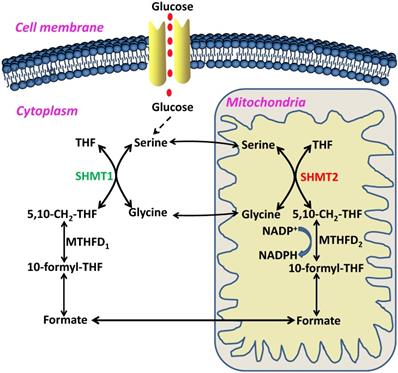 Roles of Mitochondrial Serine Hydroxymethyltransferase 2 (SHMT2) in ...