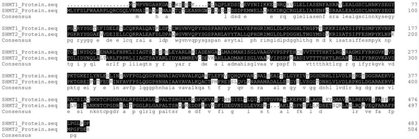 Roles of Mitochondrial Serine Hydroxymethyltransferase 2 (SHMT2) in ...