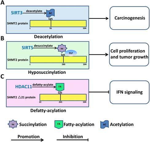 Roles of Mitochondrial Serine Hydroxymethyltransferase 2 (SHMT2) in ...