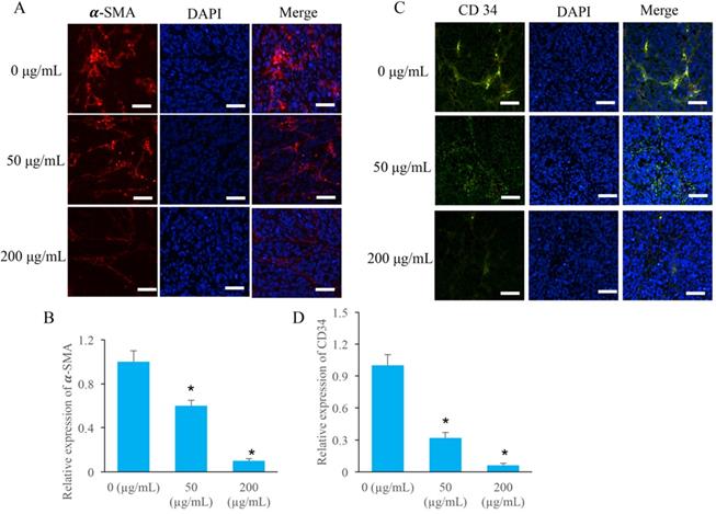 Suppression of human colon tumor by EERAC through regulating Notch/DLL4 ...
