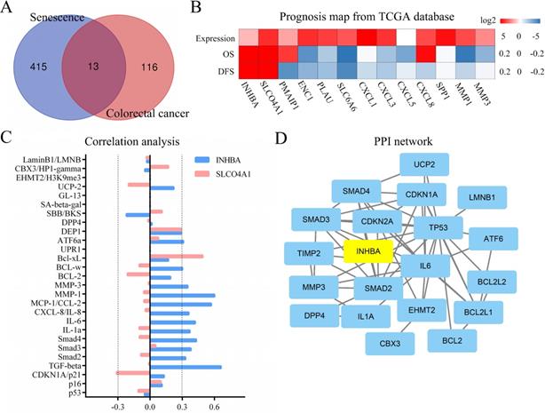 INHBA is a novel mediator regulating cellular senescence and immune ...