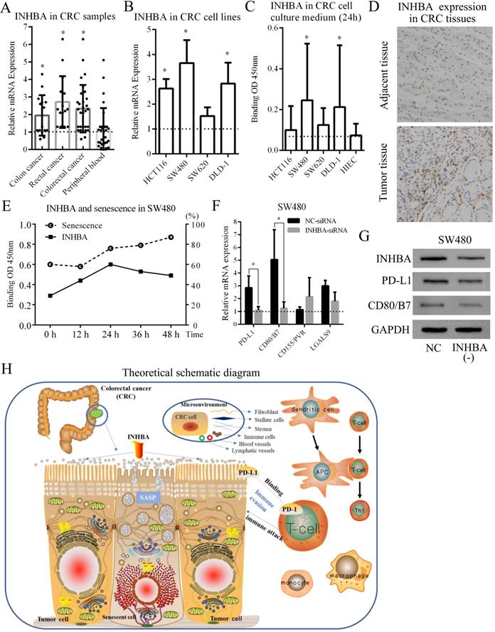 INHBA is a novel mediator regulating cellular senescence and immune ...