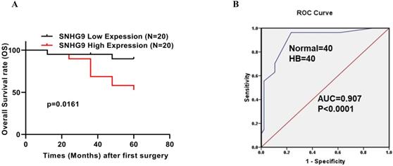 SNHG9 promotes Hepatoblastoma Tumorigenesis via miR-23a-5p/Wnt3a Axis