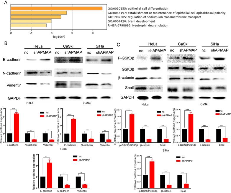 APMAP Promotes Epithelial-Mesenchymal Transition and Metastasis of ...