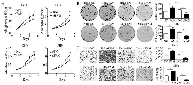 FAM83A Promotes the Proliferative and Invasive Abilities of Cervical ...