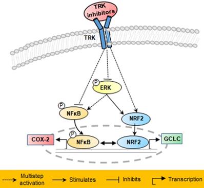 TRK inhibitors block NFKB and induce NRF2 in TRK fusion-positive colon ...