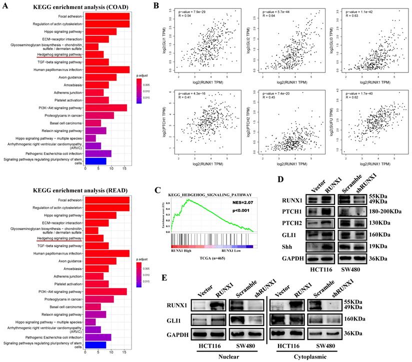 RUNX1 regulates the proliferation and chemoresistance of colorectal ...
