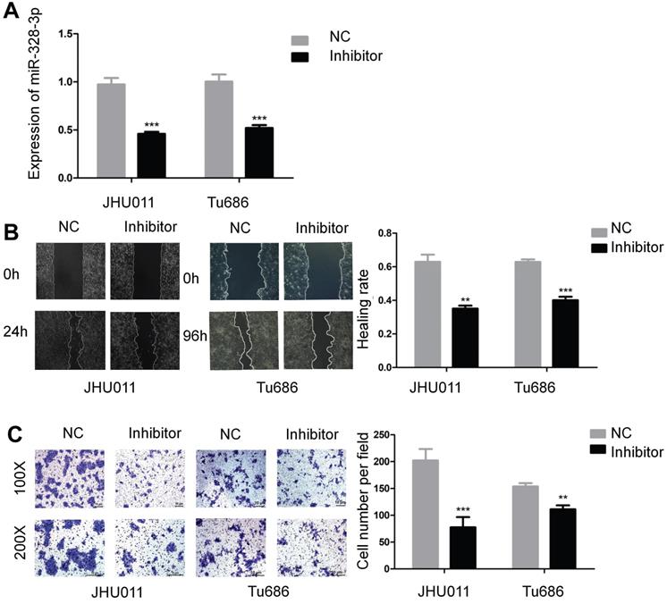 miR-328-3p promotes migration and invasion by targeting H2AFX in head ...