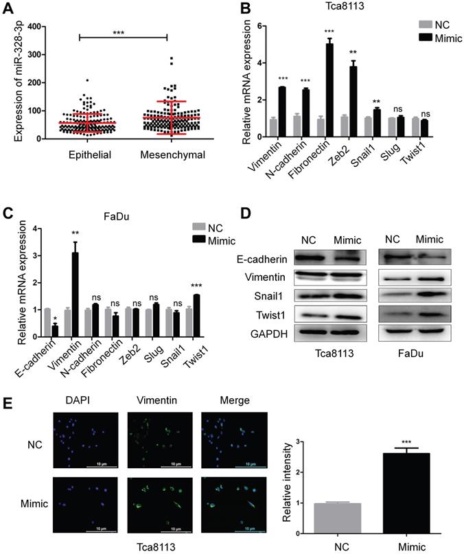 miR-328-3p promotes migration and invasion by targeting H2AFX in head ...