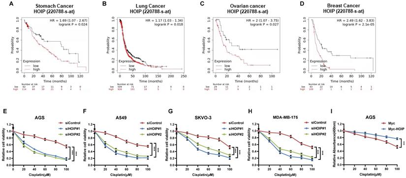 The E3 Ubiquitin Ligase HOIP inhibits Cancer Cell Apoptosis via ...