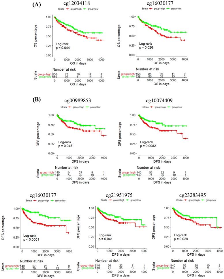 Decreased interferon regulatory factor 6 expression due to DNA ...