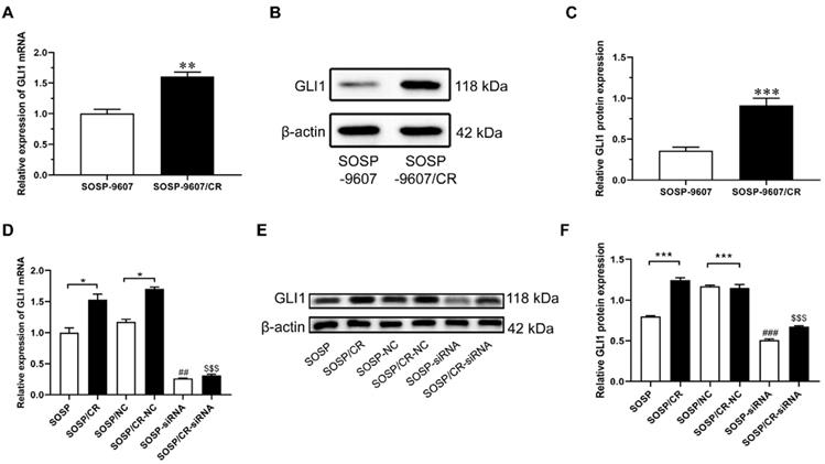 Hedgehog/GLI1 signaling pathway regulates the resistance to cisplatin ...