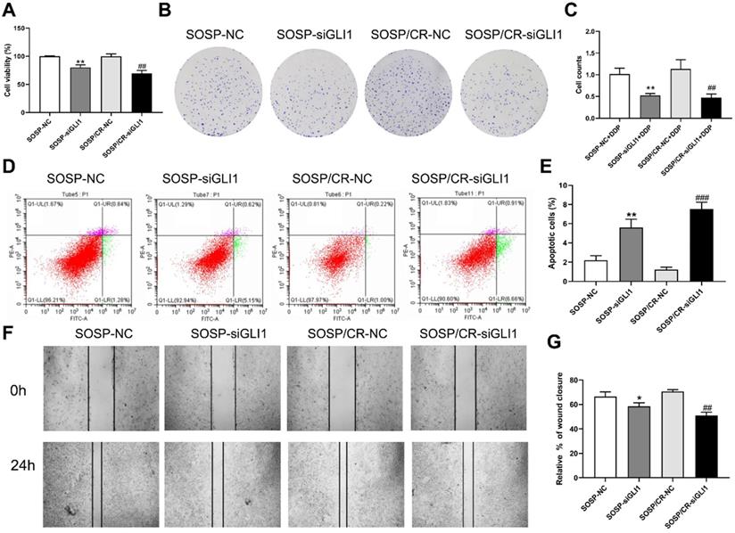 Hedgehog/GLI1 signaling pathway regulates the resistance to cisplatin ...