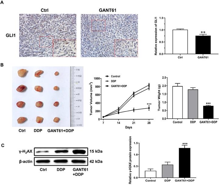 Hedgehog/GLI1 signaling pathway regulates the resistance to cisplatin ...