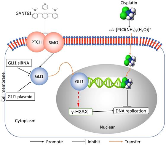 Hedgehog/GLI1 signaling pathway regulates the resistance to cisplatin ...