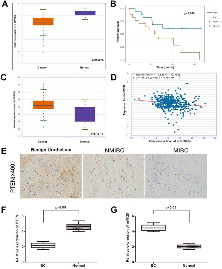 MiR-25 regulates cell proliferation and metastasis in bladder ...